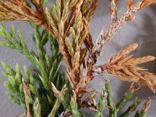Juniper (Juniperus spp.)-Twig Blight | Pacific Northwest Pest ...