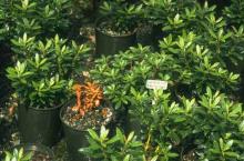 Kalmia (Mountain Laurel)-Root Rot | Pacific Northwest Pest Management ...