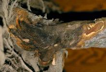 Kiwifruit (Actinidia spp.)-Root and Crown Rot | Pacific Northwest Pest ...