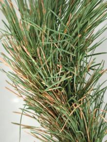 Larch (Larix spp.)-Needle Cast | Pacific Northwest Pest Management ...