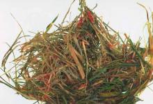 Lawn and Turf-Red Thread | Pacific Northwest Pest Management Handbooks
