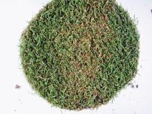 Lawn and Turf-Brown Ring Patch (Waitea Patch) | Pacific Northwest Pest ...