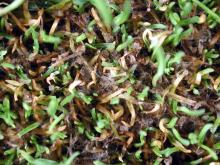 Lawn and Turf-Brown Ring Patch (Waitea Patch) | Pacific Northwest Pest ...