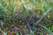 Lawn and Turf-Slime Molds | Pacific Northwest Pest Management Handbooks
