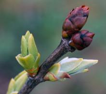 Lilac (Syringa spp.)-Bacterial Blights | Pacific Northwest Pest ...