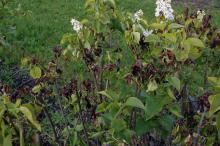 Lilac (Syringa spp.)-Bacterial Blights | Pacific Northwest Pest ...