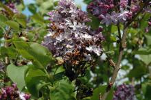 Lilac (Syringa spp.)-Bacterial Blights | Pacific Northwest Pest ...