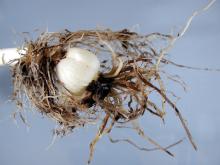 Lily (Lilium spp.)-Root Rots | Pacific Northwest Pest Management Handbooks