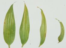 Lily (Lilium spp.)-Virus Diseases | Pacific Northwest Pest Management ...