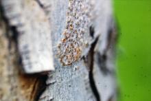 Maple (Acer spp.)-Branch Cankers | Pacific Northwest Pest Management ...