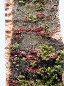 Maple (Acer spp.)-Nectria Canker | Pacific Northwest Pest Management ...