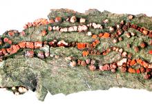 Maple (Acer spp.)-Nectria Canker | Pacific Northwest Pest Management ...