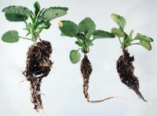 Pansy (Viola spp.)-Root and Crown Rot | Pacific Northwest Pest ...