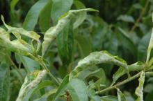 Peach (Prunus persica)-Powdery Mildew | Pacific Northwest Pest Management Handbooks
