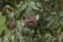 Pear (Pyrus spp.)-Stony Pit | Pacific Northwest Pest Management Handbooks