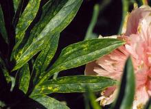 Peony (Paeonia spp.)-Viruses | Pacific Northwest Pest Management Handbooks