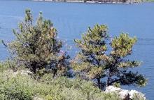 Pine (Pinus spp.)-Pine Wilt | Pacific Northwest Pest Management Handbooks