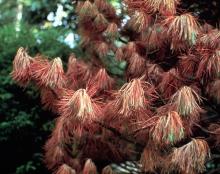Pine (Pinus spp.)-Pine Wilt | Pacific Northwest Pest Management Handbooks