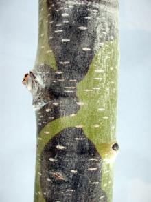 Poplar (Populus spp.)-Bacterial Blight | Pacific Northwest Pest ...