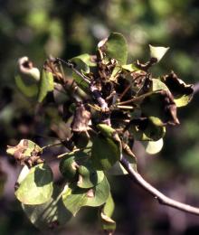 Poplar (Populus spp.)-Bacterial Blight | Pacific Northwest Pest ...