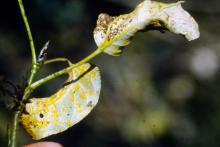 Poplar (Populus spp.)-Leaf Rust | Pacific Northwest Pest Management ...