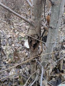 Poplar (Populus spp.)-Septoria Leaf Spot and Canker | Pacific Northwest ...