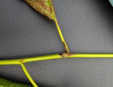 Poplar (Populus spp.)-Septoria Leaf Spot and Canker | Pacific Northwest ...