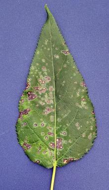 Poplar (Populus spp.)-Septoria Leaf Spot and Canker | Pacific Northwest ...