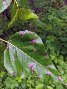Poplar (Populus spp.)-Septoria Leaf Spot and Canker | Pacific Northwest ...