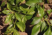 Prune and Plum (Prunus spp.)-Virus Diseases | Pacific Northwest Pest ...