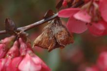 Quince (Cydonia oblonga)-Brown Rot Blossom Blight | Pacific Northwest ...