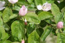 Quince (Cydonia oblonga)-Rust | Pacific Northwest Pest Management Handbooks
