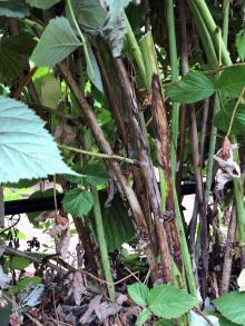 Raspberry (Rubus spp.)-Cane Blight | Pacific Northwest Pest Management ...