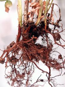 Raspberry (Rubus spp.)-Crown and Cane Gall | Pacific Northwest Pest ...