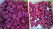 Raspberry (Rubus spp.)-Crumbly Fruit | Pacific Northwest Pest ...