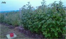 Raspberry (Rubus spp.)-Crumbly Fruit | Pacific Northwest Pest ...