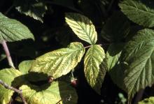 Raspberry (Rubus spp.)-Crumbly Fruit | Pacific Northwest Pest ...