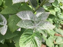 Raspberry (Rubus spp.)-Powdery Mildew | Pacific Northwest Pest ...