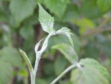 Raspberry (Rubus spp.)-Powdery Mildew | Pacific Northwest Pest ...