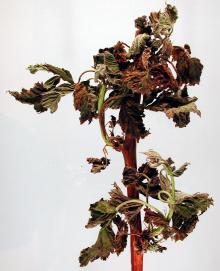 Raspberry (Rubus spp.)-Pseudomonas Blight | Pacific Northwest Pest ...