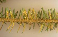 Spruce (Picea spp.)-Rusts | Pacific Northwest Pest Management Handbooks