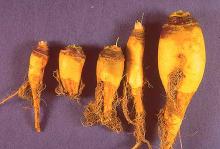 Turnip and Rutabaga (Brassica spp.)-Black Root Rot | Pacific Northwest ...