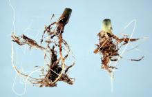 Vinca spp. (Periwinkle)-Root Rot | Pacific Northwest Pest Management ...