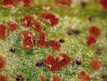 Vinca spp. (Periwinkle)-Rust | Pacific Northwest Pest Management Handbooks