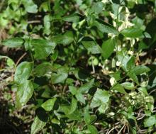 Vinca spp. (Periwinkle)-Rust | Pacific Northwest Pest Management Handbooks