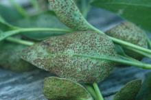 Vinca spp. (Periwinkle)-Rust | Pacific Northwest Pest Management Handbooks
