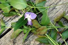 Vinca spp. (Periwinkle)-Rust | Pacific Northwest Pest Management Handbooks