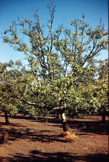 Walnut (Juglans spp.)-Nematode, Root-lesion | Pacific Northwest Pest ...