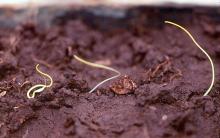 Dodder (Cuscuta spp.)-general infestations in carrot seed fields ...