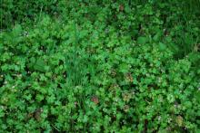 Geranium, shiny (Geranium lucidum) and herb Robert (Geranium ...